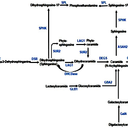 Proposed metabolic pathway of sphingolipids in A. muelleri.
