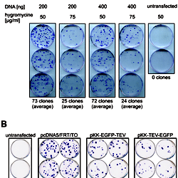 Efficiency of stable cell line generation.