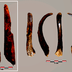 The wooden pointed tool.