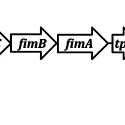 Schematic diagram of the fim operon and its flanking regions of S ...