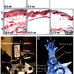 Skin histology and compression test apparatus.