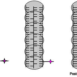 Potential structures of the three-stranded intermediate formed in ...