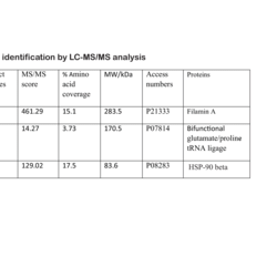 Protein Identification by LC-MS/MS analysis.