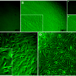 Morphological description of PKW-LWH.