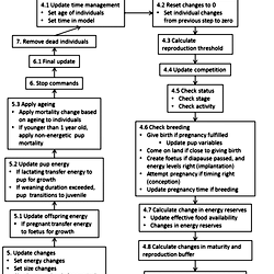Model process of DEB-IBM.