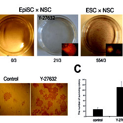 EpiSCs exhibit a low reprogramming potential.