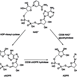 Conversion of NAD+ into cADPR and ADPR.