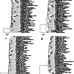 Phylogenetic dendrogram based on comparisons of different genomic ...