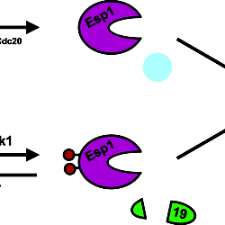 Proposed model for redundant inhibition of Esp1 by Pds1 and Slk19.