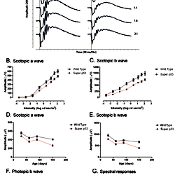 Electroretinographic (ERG) analysis of the super p53 mouse.