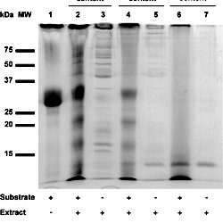 Azocasein digestion by extracts of crop, style sac and coiled gut contents.