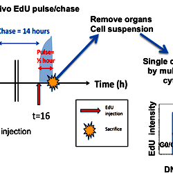EdU pulse chase experiment for quantification of cell proliferation.