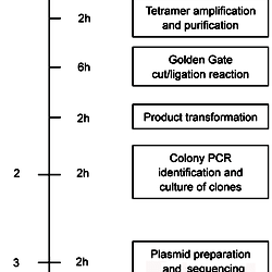Timeline for the construction of TALE constructs.