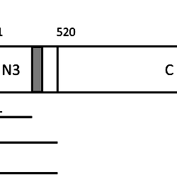 Schematic diagram of SpsD.