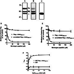 SpsD recognizes Fbg γ chain.