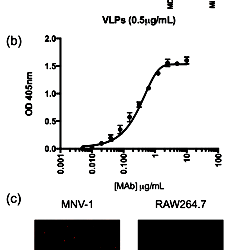 Monoclonal antibody (MAb) TV20 cross-reacts with noroviruses from ...