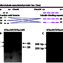 Mapt isoforms in guinea pig brain.