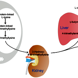 L-carnitine biosynthesis.