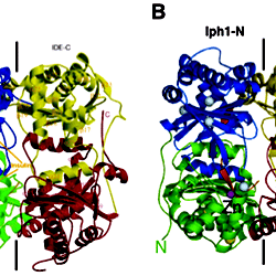 Structures of hIDE and model of Iph1 in complex with the insulin B chain.