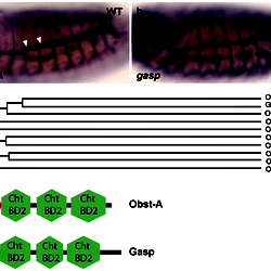 Obst-A and Gasp and their expression.