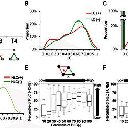 Structural properties of the CEN.