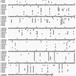 Nucleotide sequence alignment of the three GP4-shuffled chimeric ...