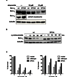 Deamidation activates a conditional PEST sequence to target Bcl-xL for ...