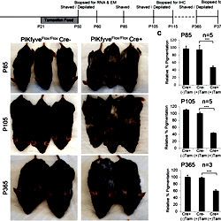 Melanocyte specific PIKfyve knockout mice exhibit hair greying.