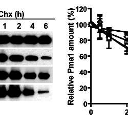 Stability of the wild type and mutant Pma1 variants.