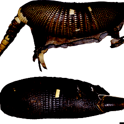 Lateral and dorsal view of the carapace, tail, and limbs of the ...