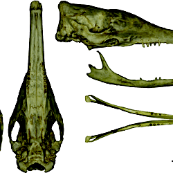 Skull and mandible of Dasypus pilosus from Zapatogocha, Huánuco, Peru ...