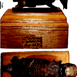 Lateral and dorsal view of the holotype (UPSZTY 24) of Dasypus ...