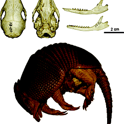 Skin, skull, and mandible of the holotype of Dasypus septemcinctus ...