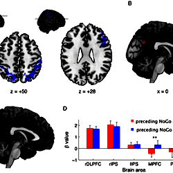 fMRI data.