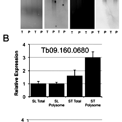 Validation of the polysomal enrichment of test mRNAs predicted from ...