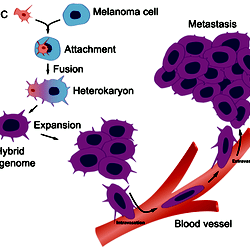 The BMDC-cancer cell fusion hypothesis.