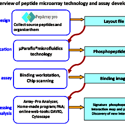 Work flow chart for the peptide microarray analysis of protein-protein ...