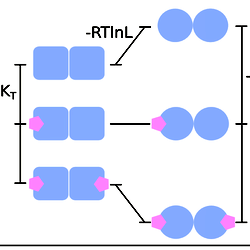 Energy diagram of a Monod-Wyman-Changeux model of a protein made up of ...