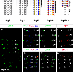 Identification of Diuretic hormone 31 (DH31) and Allatostatin A (AstA ...