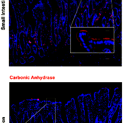 Markers to identify the absorptive cell lineage.