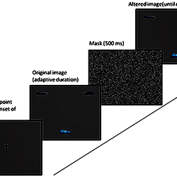 Change detection training task.