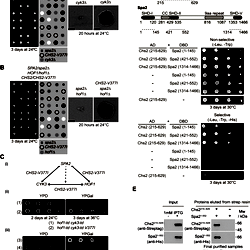 Spa2 interacts directly with the chitin synthase Chs2.