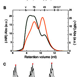 Substrate binding affects the oligomerization equilibrium.