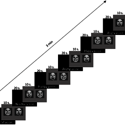 Schematic representation of the successive presentation of all stimuli.