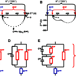 Nyquist diagrams and equivalent electrical circuits.