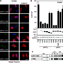 APCL requires the CiD domain to catalyze β-catenin degradation and ...