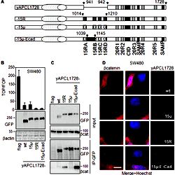 The transfer of the 15R region of APC in APCL enhances the inhibition ...