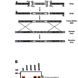 Overview of PMT knockout experiment.