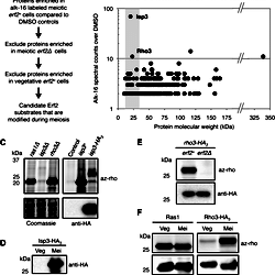 Erf2 substrates are differentially modified in vegetative and meiotic ...