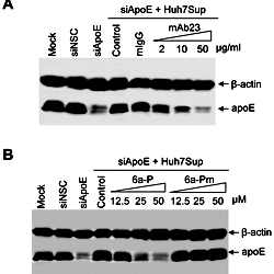 Blockade of apoE binding to Huh7 cells by apoE-specific monoclonal ...